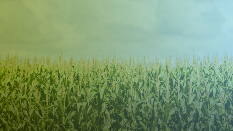 Syngenta | Brasil