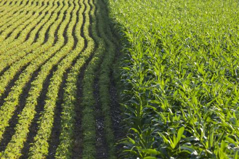 Consulta Pública Tiametoxam | Syngenta